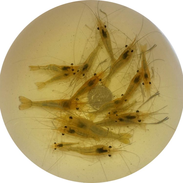 Healthy mostly-male giant river prawn juveniles (2-month-old)-Taiwan ...
