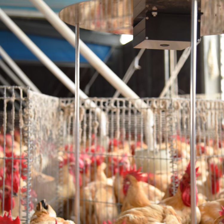 InsightScale AI Poultry Weighing System | Smart Automated Monitoring