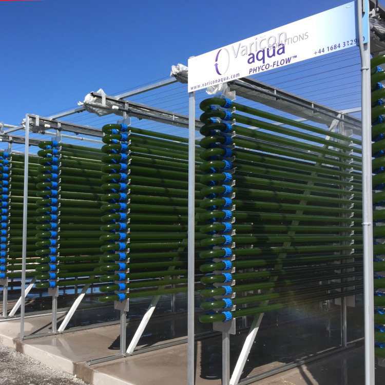 Phyco Photobioreactors-臺灣智慧農業週