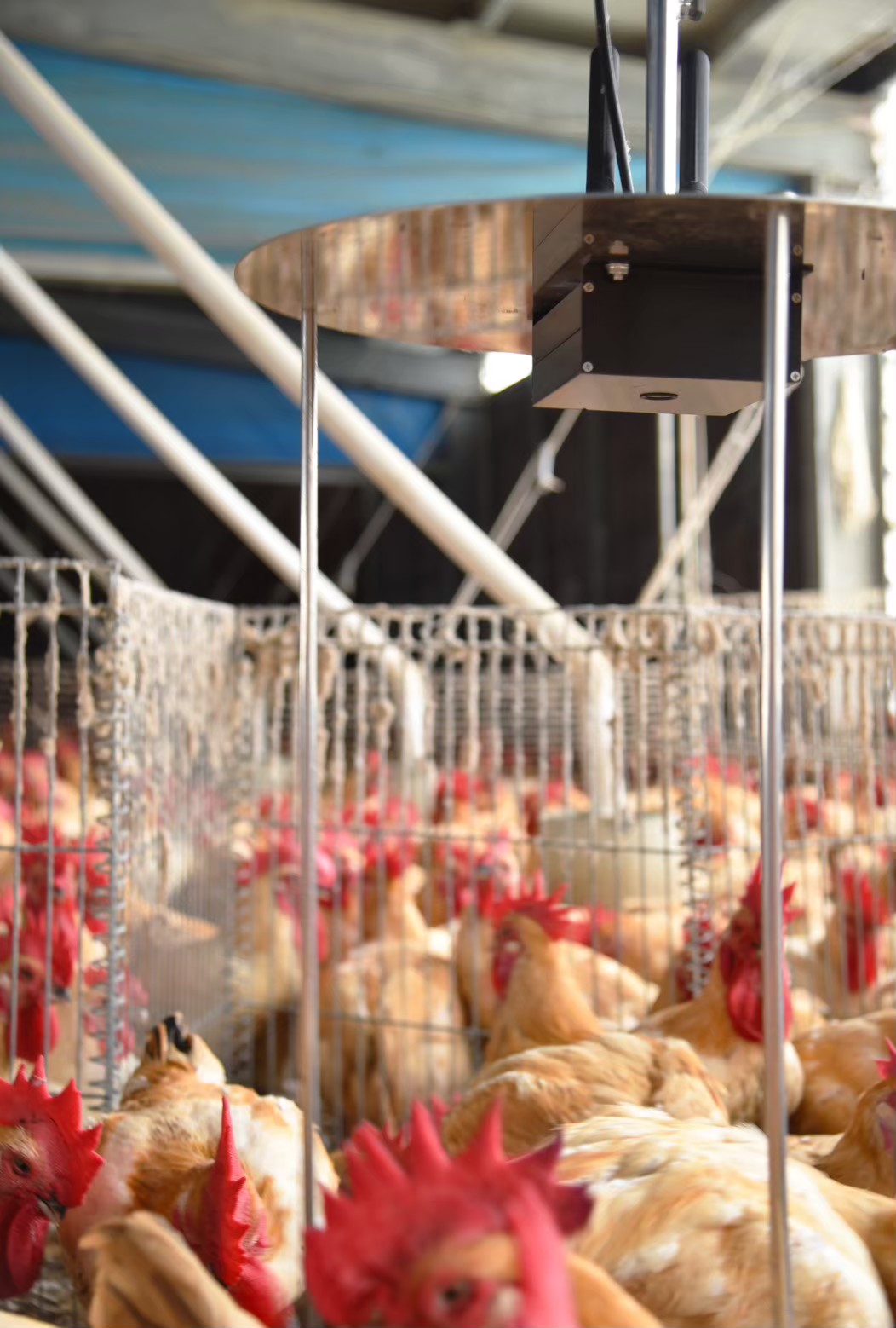 InsightScale AI Poultry Weighing System | Smart Automated Monitoring