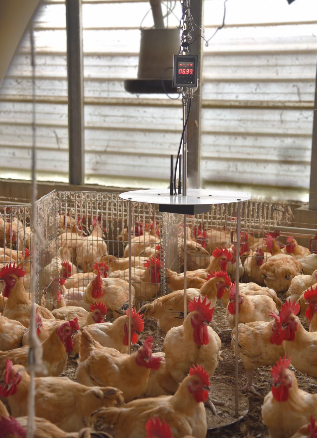 InsightScale AI Poultry Weighing System | Smart Automated Monitoring