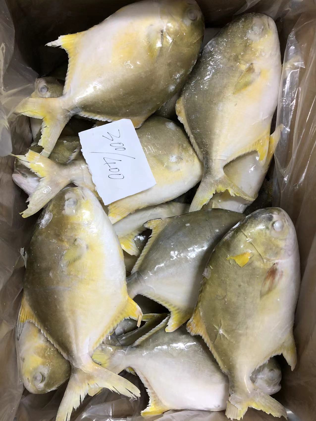 凍金鯧魚-臺灣智慧農業週